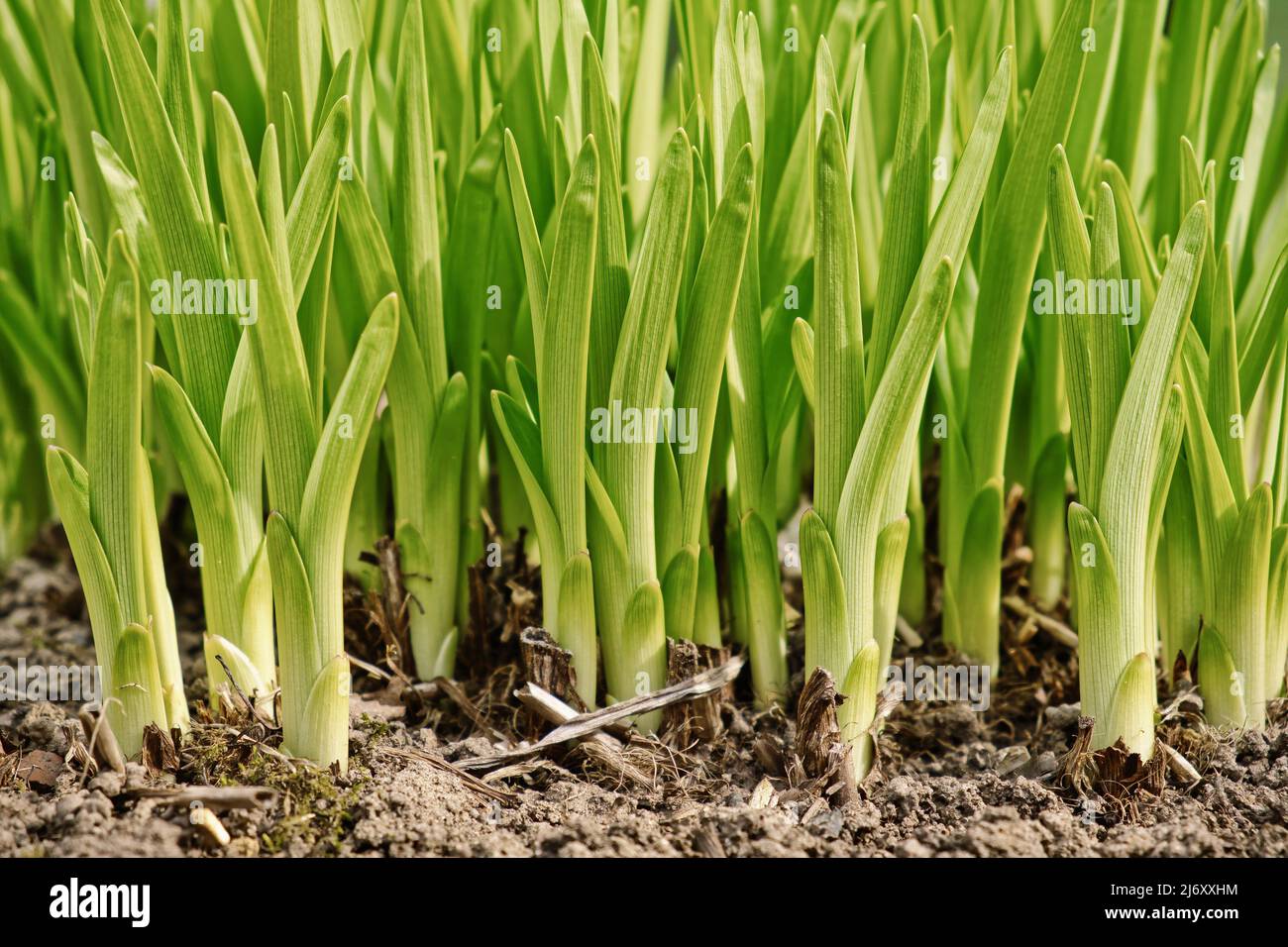 Young stems of green plants grow from the ground. Gardening and flower ...