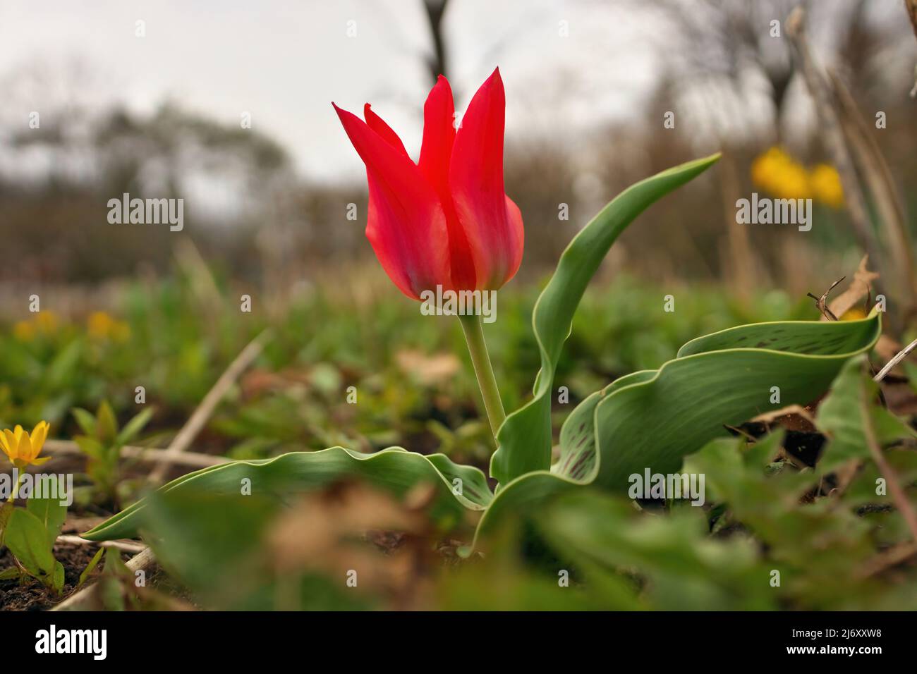 Red Riding Hood Tulip. Red tulips. Spring floral background with tulip ...
