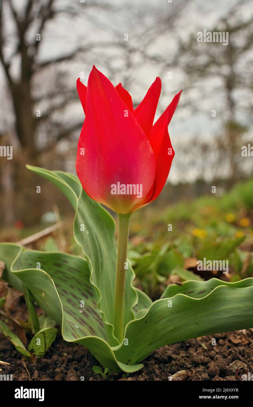 Red Riding Hood Tulip. Red tulips. Spring floral background with tulip ...