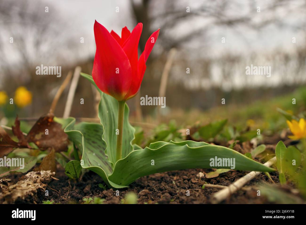 Red Riding Hood Tulip. Red tulips. Spring floral background with tulip ...