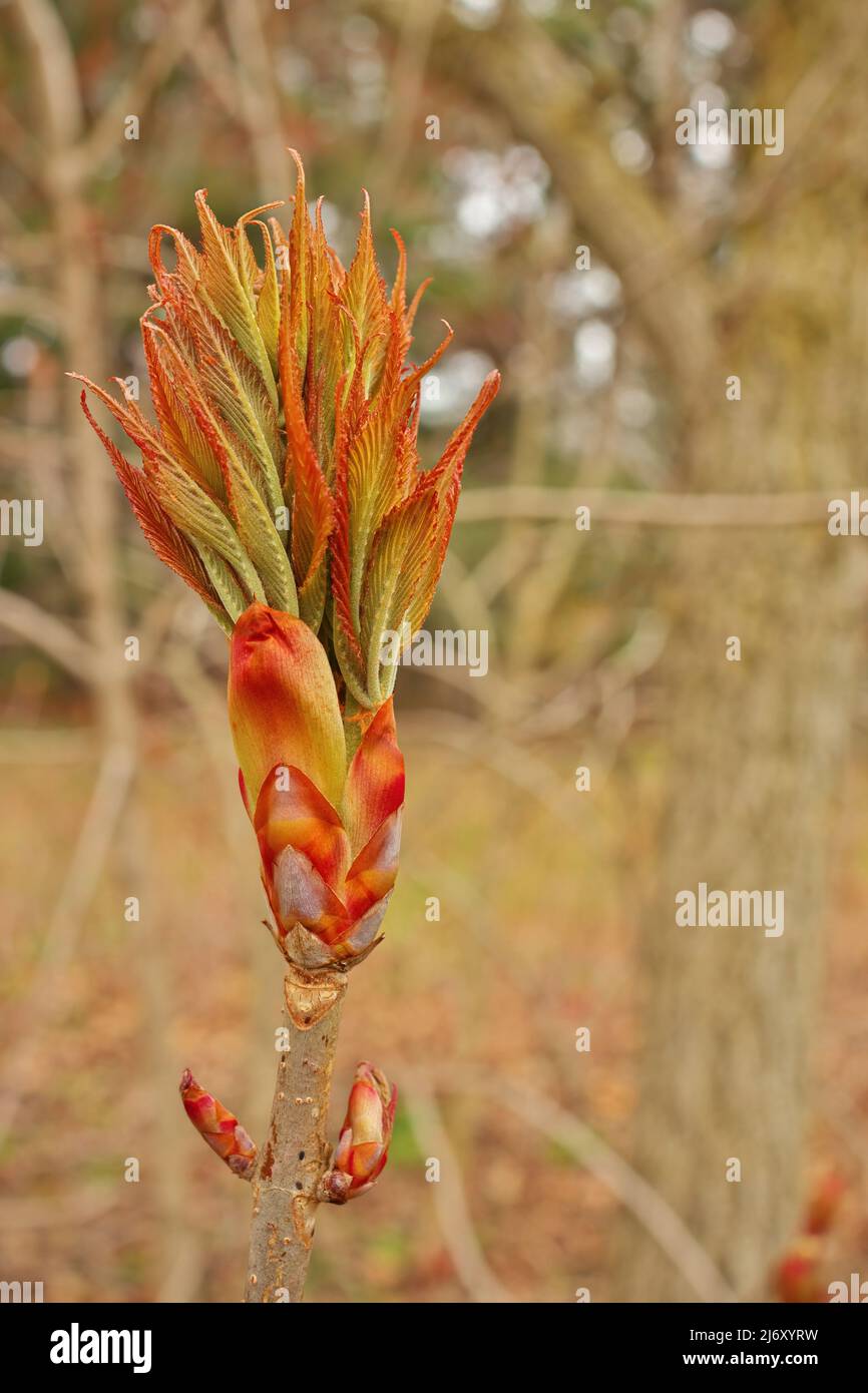 Ohio Buckeye Buds Opening in Spring. Aesculus Glabra Stock Photo - Alamy