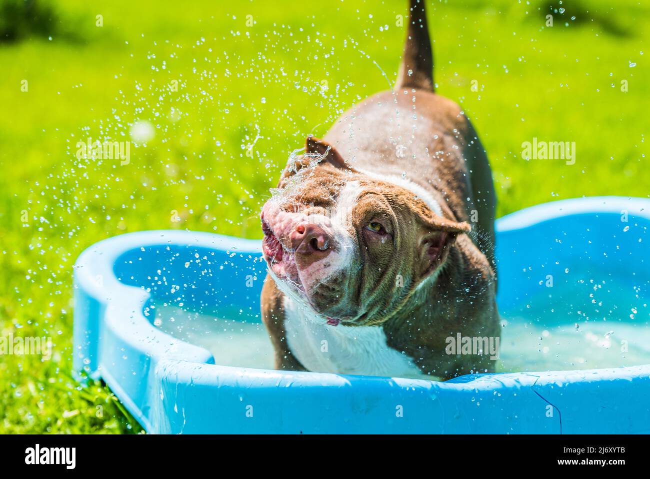 American bulldog swimming hi-res stock photography and images - Alamy