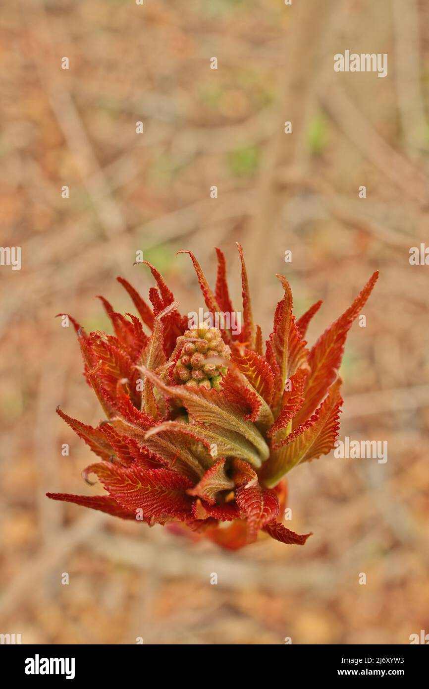 Ohio Buckeye Buds Opening in Spring. Aesculus Glabra Stock Photo - Alamy