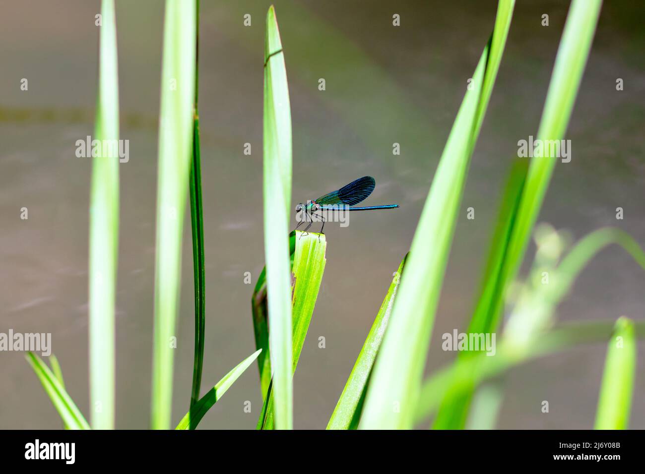 River insects hi-res stock photography and images - Alamy
