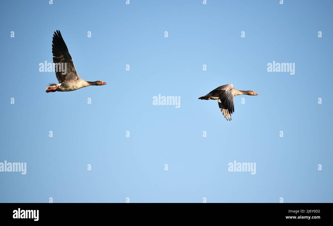 Greylag Geese Fly Stock Photo - Alamy