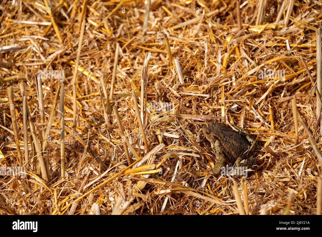 harvest of wheat almost finished Stock Photo - Alamy
