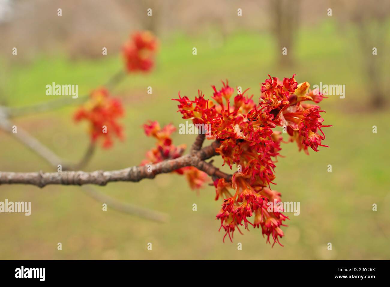 Acer rubrum flower hi-res stock photography and images - Alamy