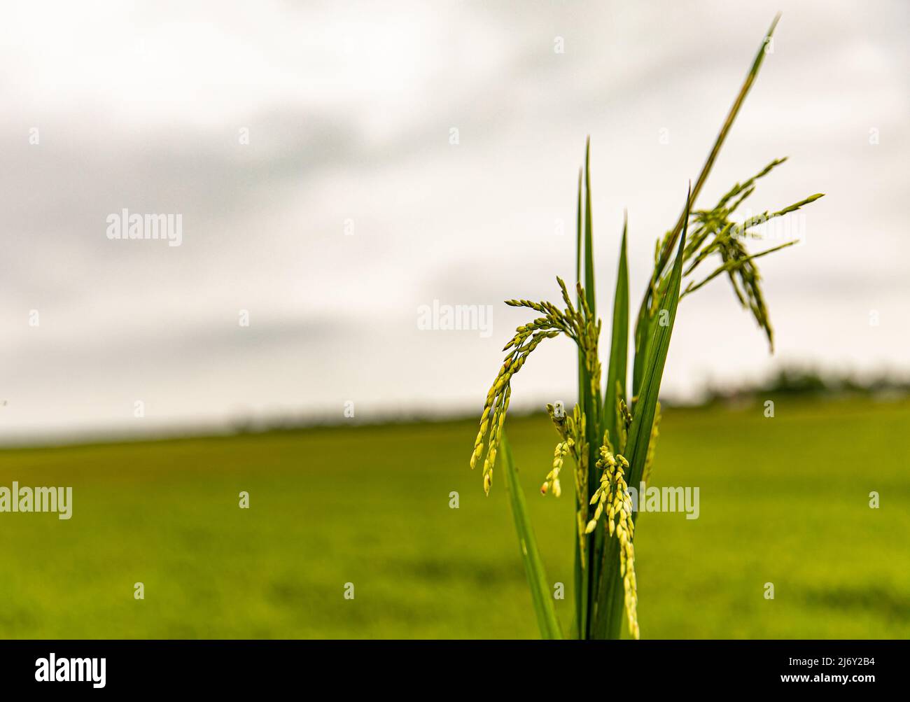 Rice plant in Vietnam Stock Photo - Alamy