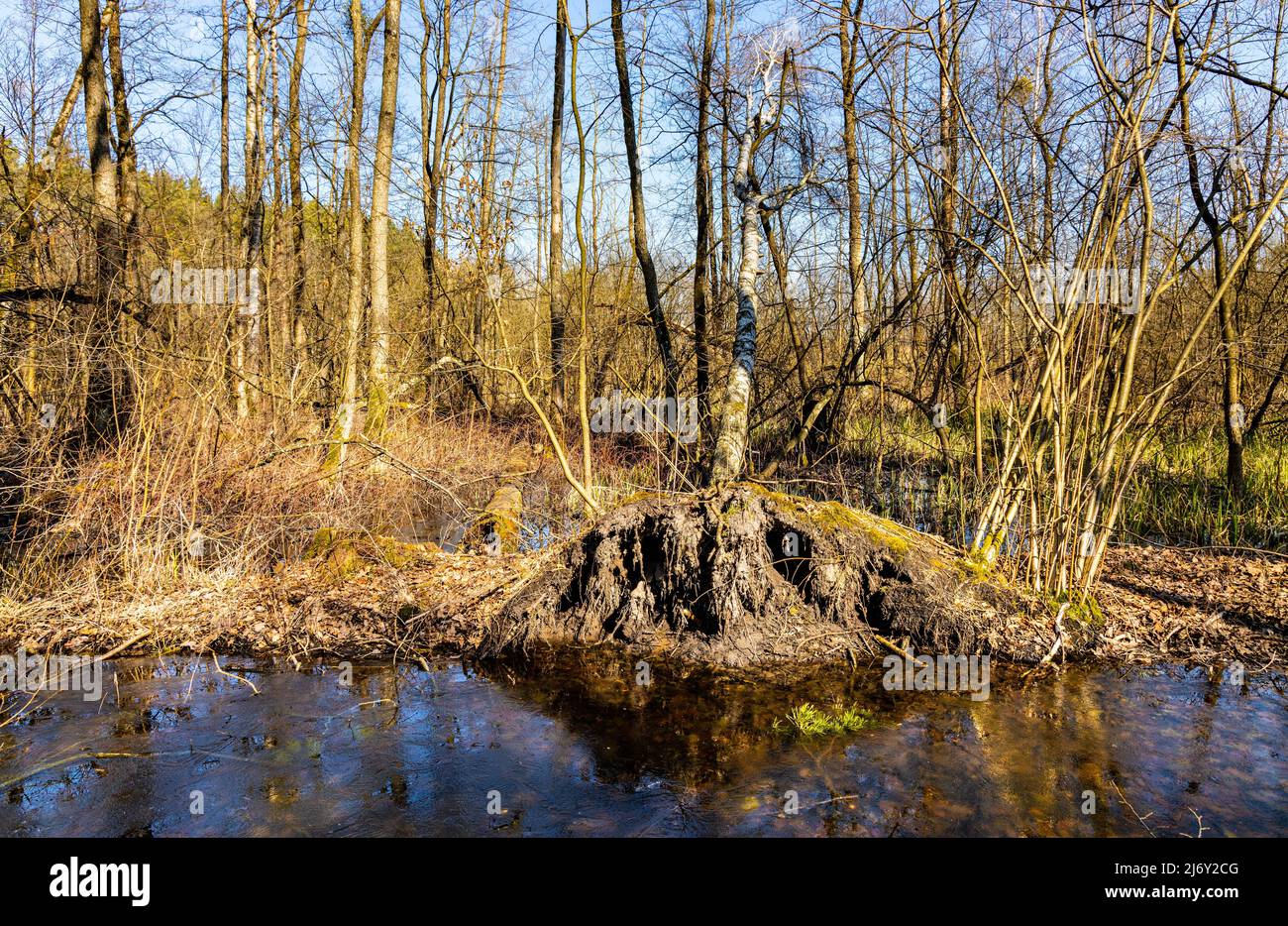 Early spring swampy undergrowth of mixed forest in Kampinos nature ...