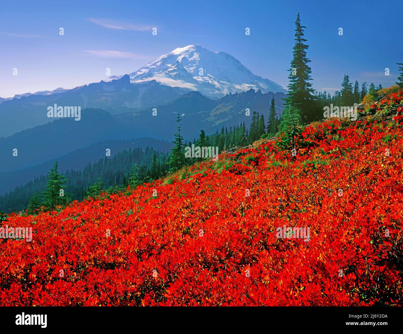 Huckleberry fields beneath Mt. Rainier in Mt. Rainier National Park ...
