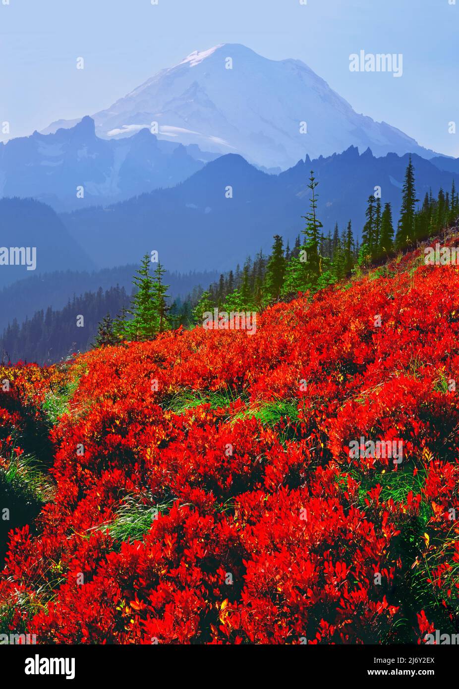 Huckleberry fields beneath Mt. Rainier in Mt. Rainier National Park ...