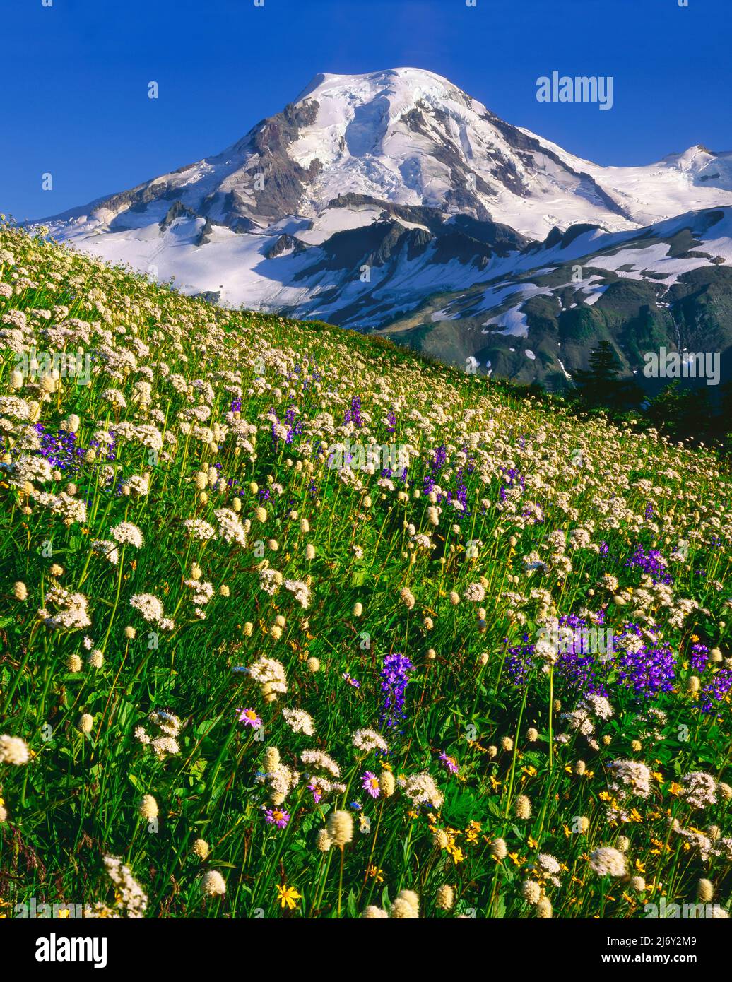 Mt. Baker from Skyline Ridge, Washington Stock Photo - Alamy
