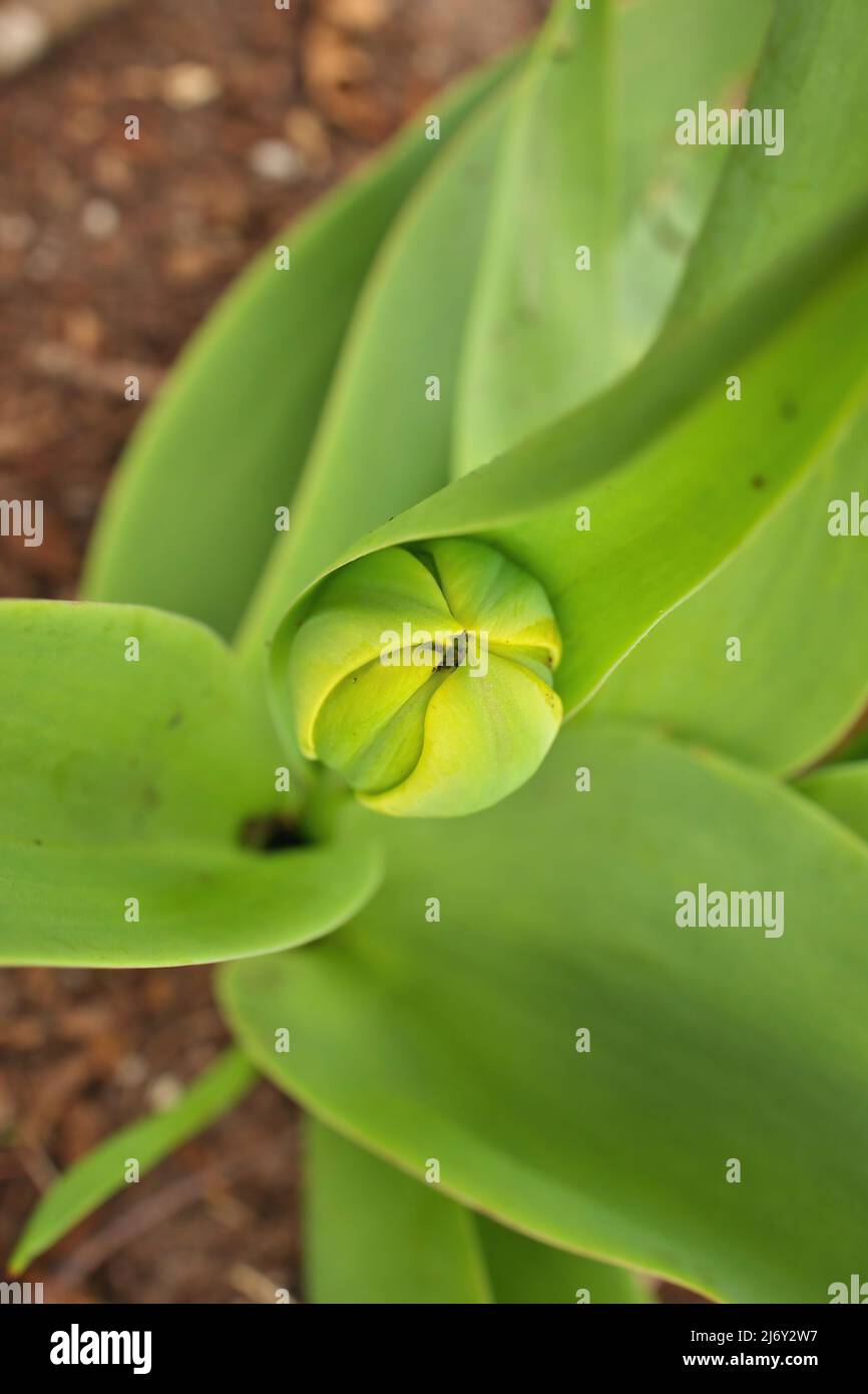 Sping green leaf hi-res stock photography and images - Alamy