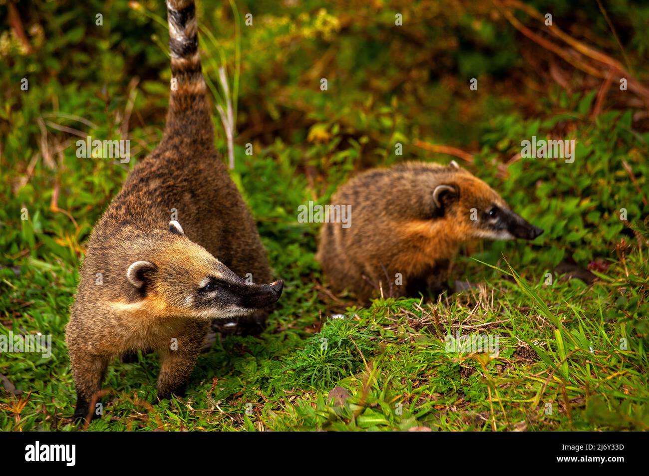 Coati ia a very common animal around the parking spot at the viewpoint ...