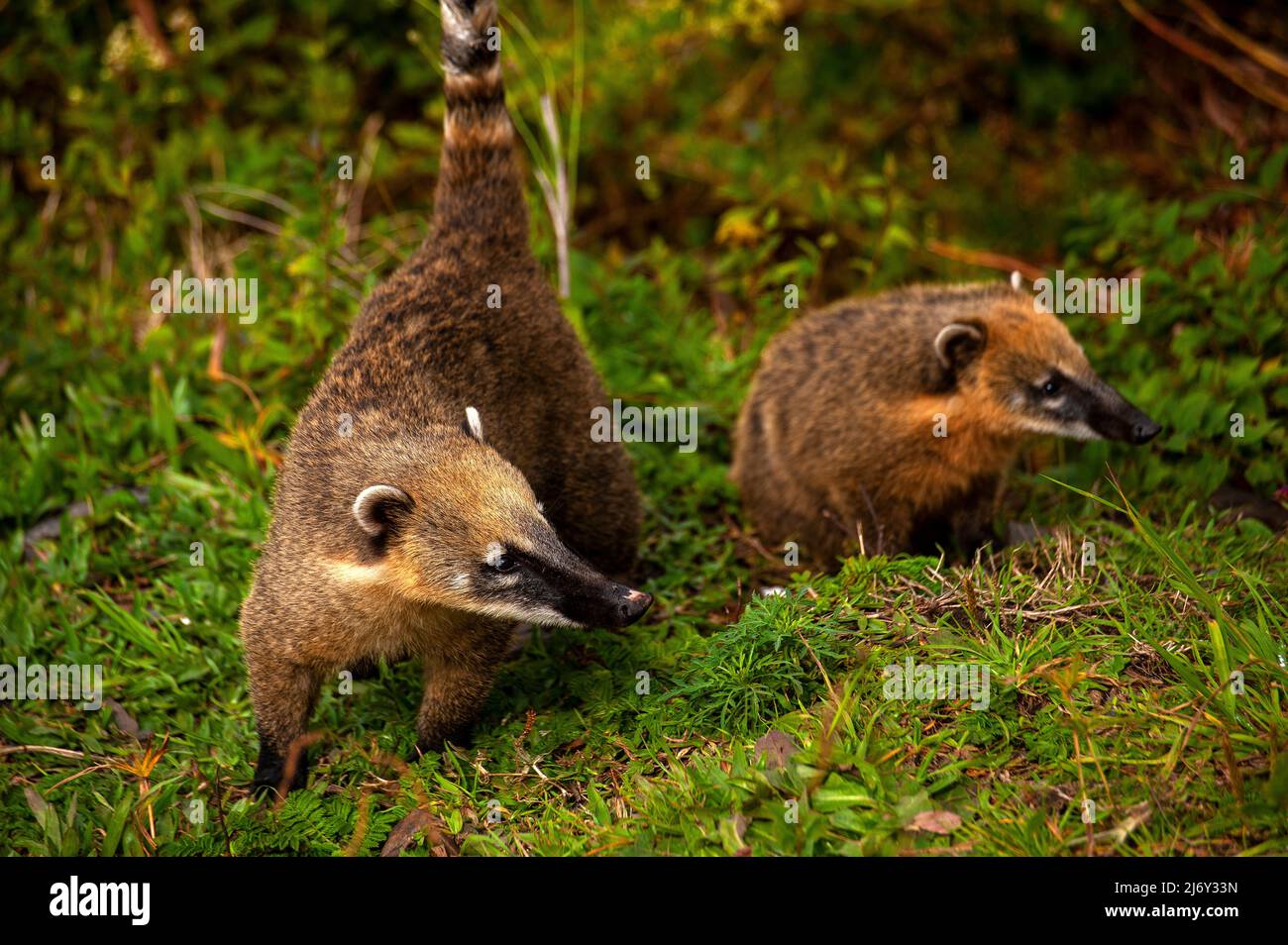 Coati ia a very common animal around the parking spot at the viewpoint ...