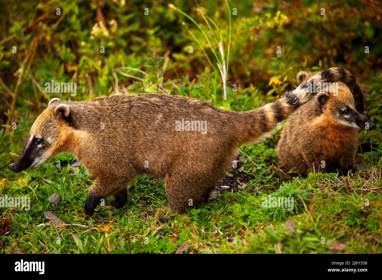 Coati ia a very common animal around the parking spot at the viewpoint ...