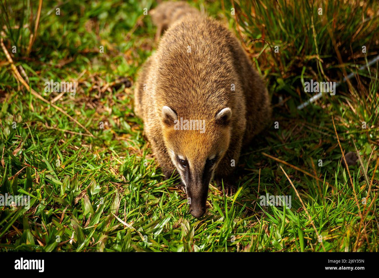 Coati ia a very common animal around the parking spot at the viewpoint ...