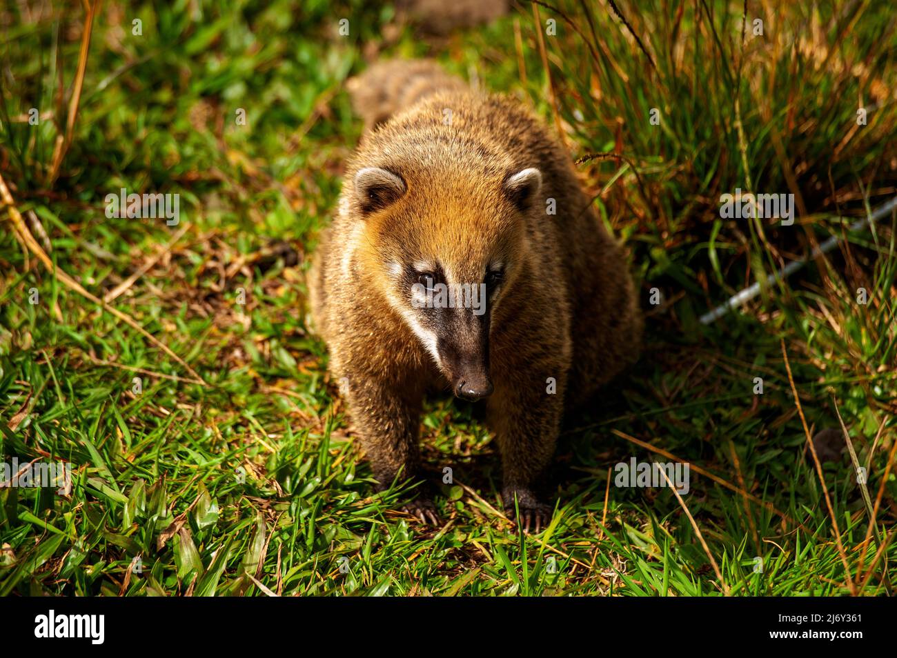 Coati ia a very common animal around the parking spot at the viewpoint ...
