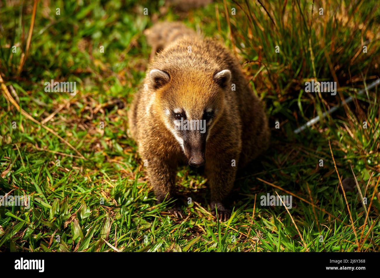 Coati ia a very common animal around the parking spot at the viewpoint ...