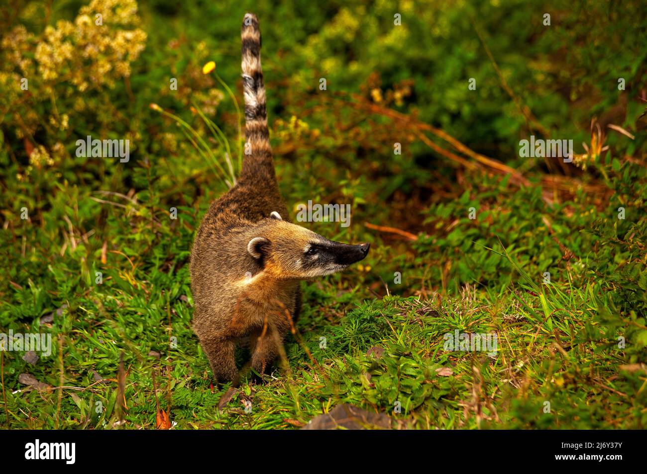 Coati ia a very common animal around the parking spot at the viewpoint ...
