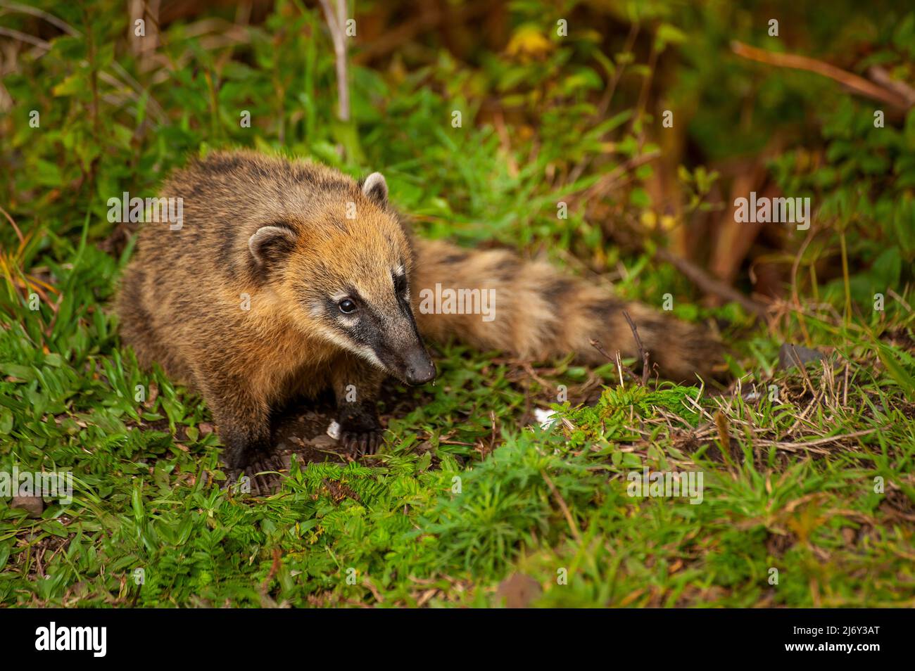 Coati ia a very common animal around the parking spot at the viewpoint ...