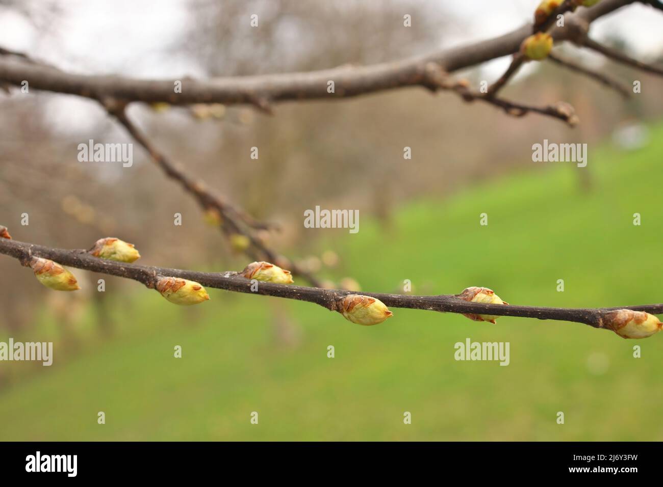 Macro Close up of Hackberry Tree Buds Getting Ready to open in Spring ...