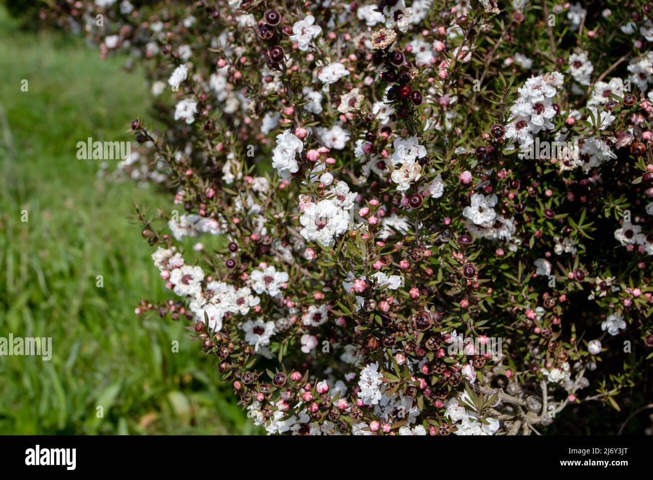 Leptospermum scoparium High Resolution Stock Photography and Images - Alamy