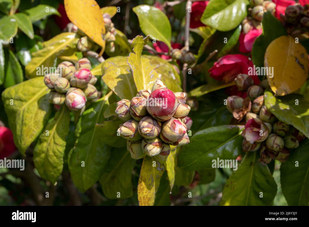Camellia japonica or japanese tsubaki abundant flowers buds Stock Photo ...