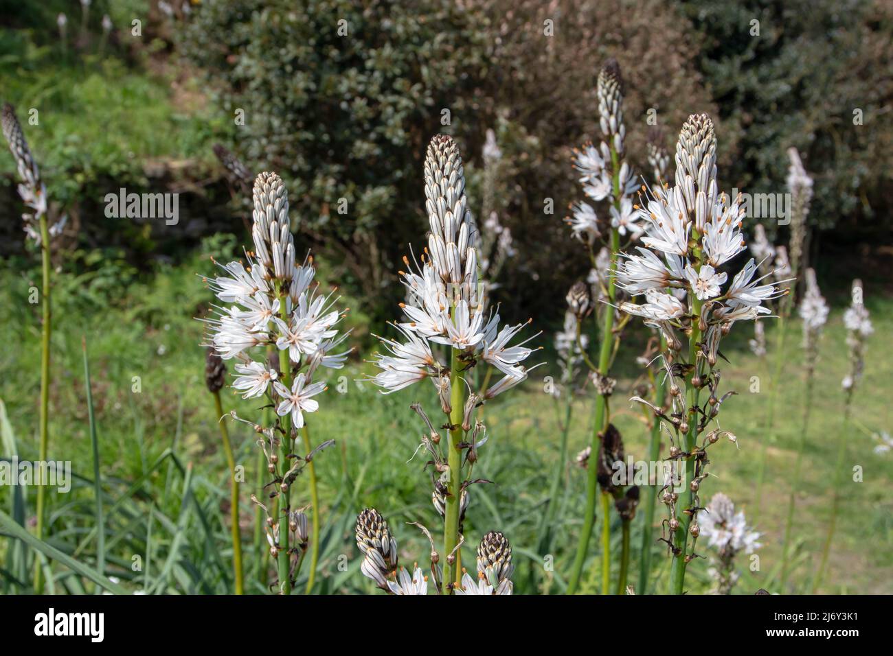 Asturias meadow wild flowers hi-res stock photography and images - Alamy