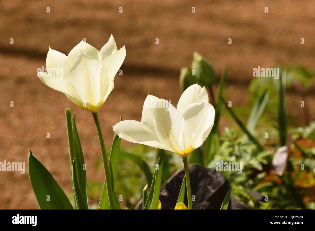White Tulips in the spring sunshine in a park in London, England, UK ...