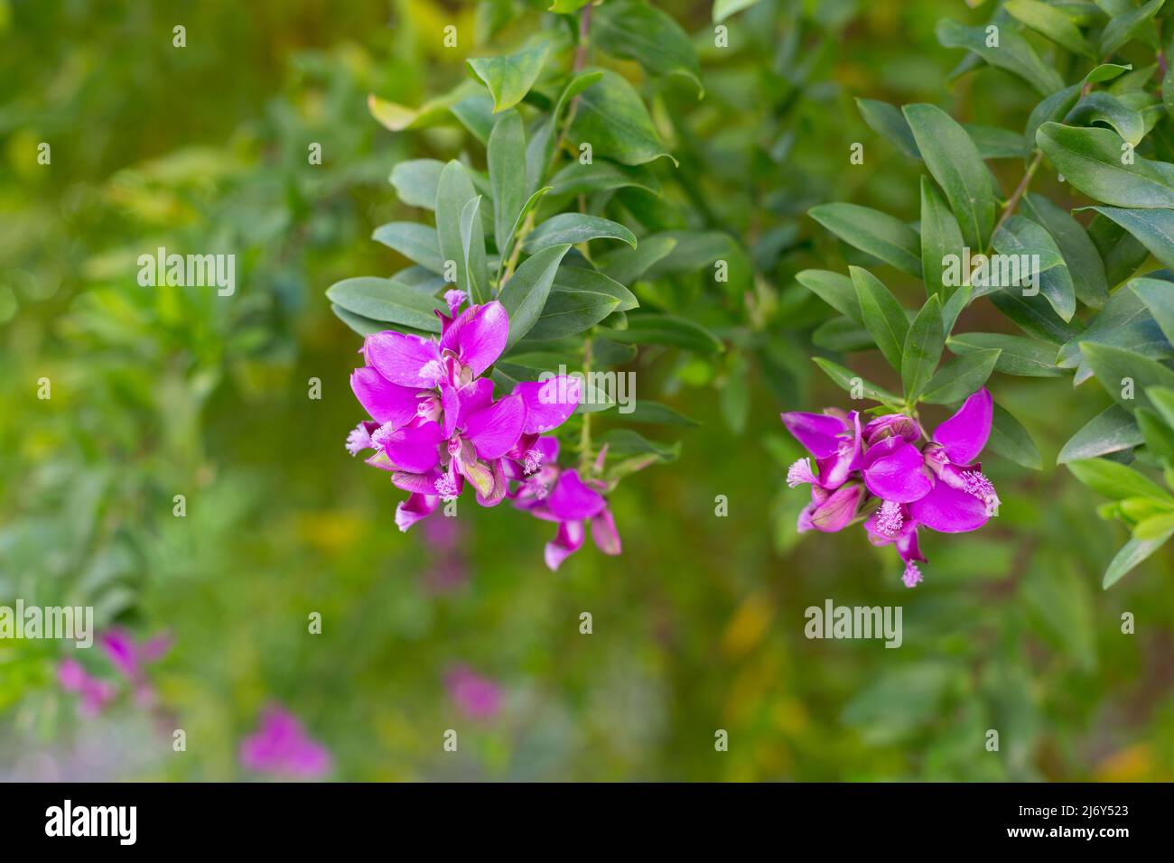 Small and pretty flowers in early spring Stock Photo - Alamy