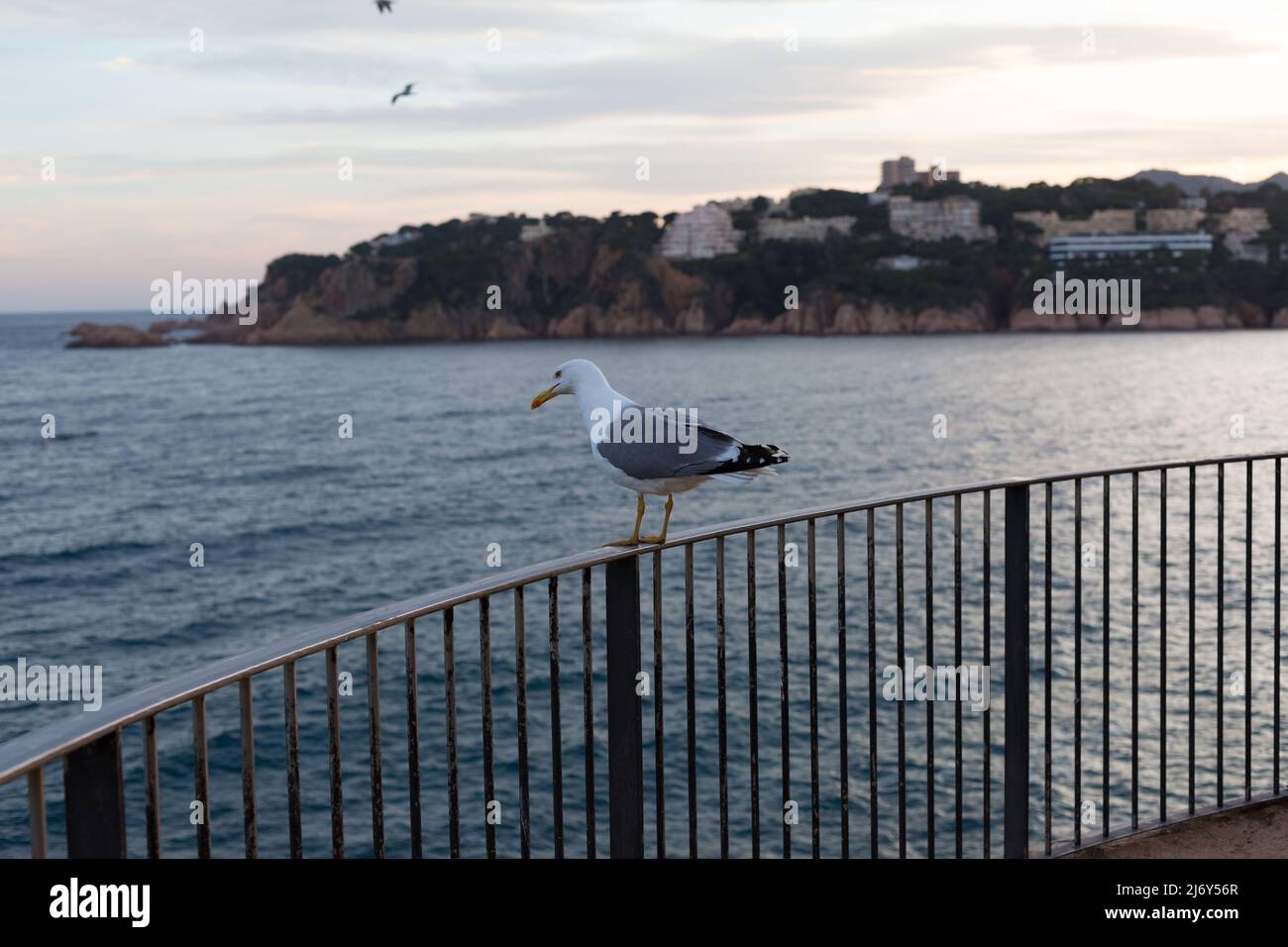 Adult seagull resting very close to a cliff in the Mediterranean Sea ...