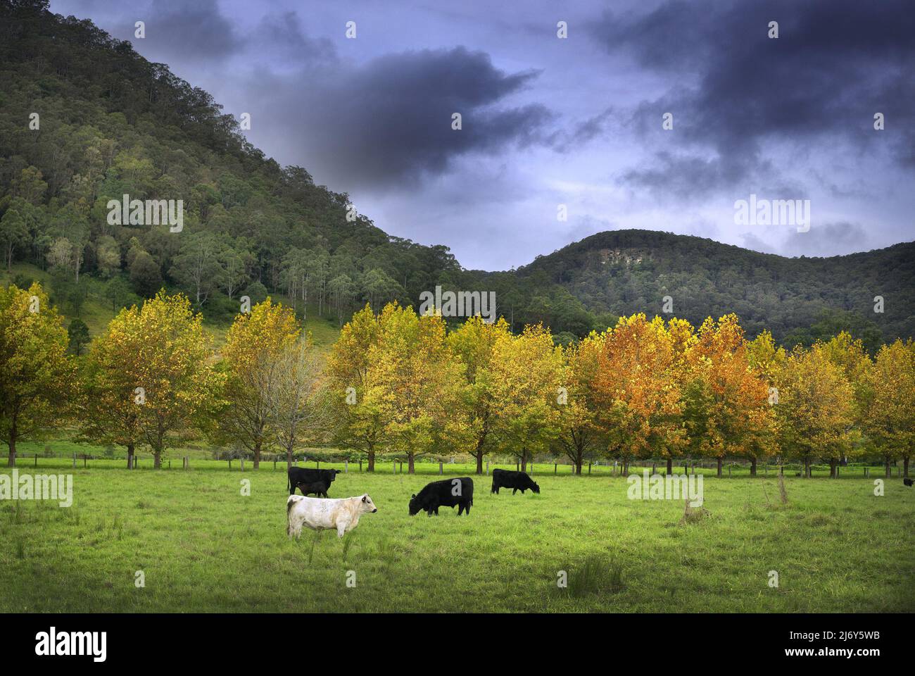 Watagan mountain range hi-res stock photography and images - Alamy
