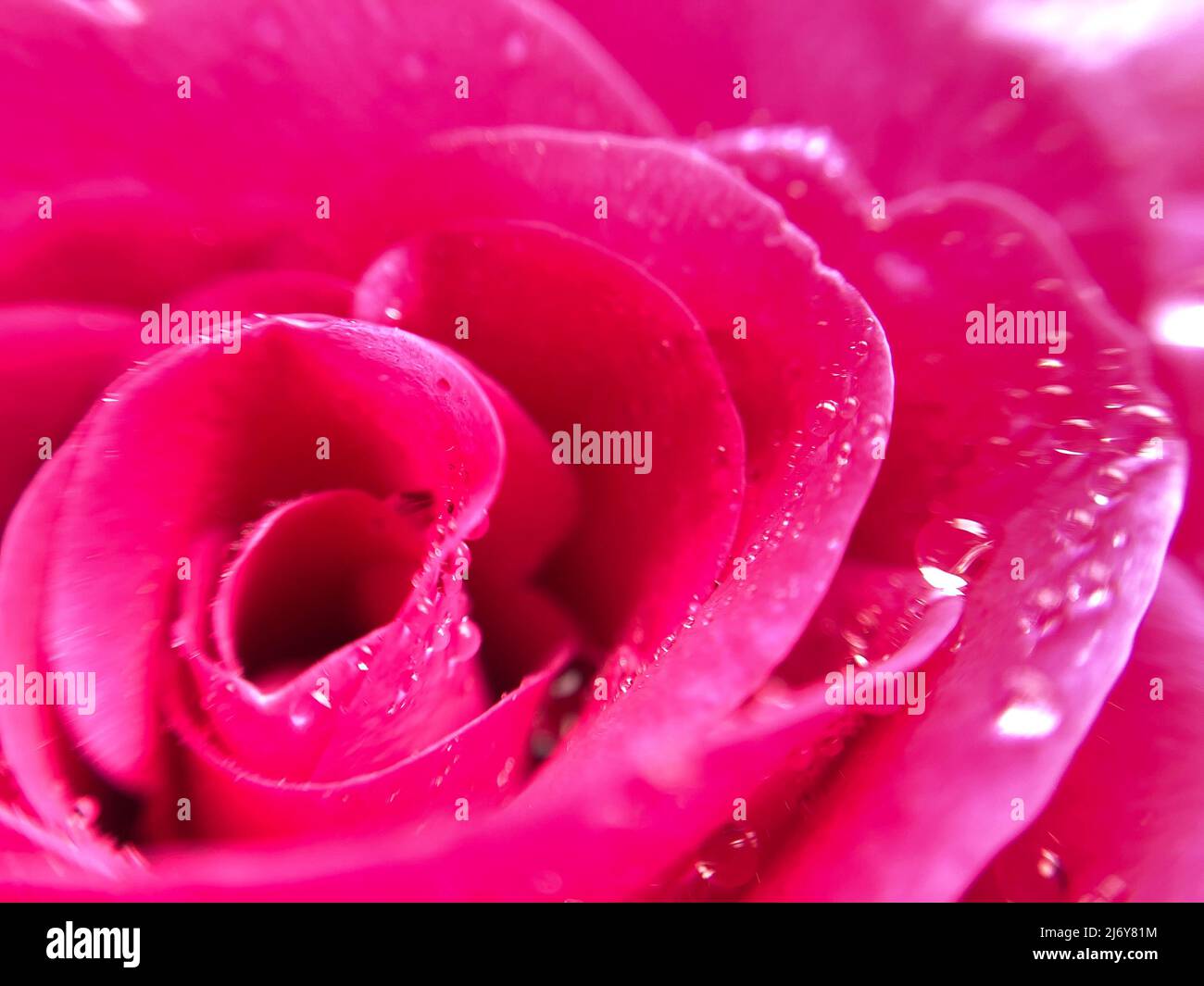 Blurred picture of pink rose petals with water drops. Rose petals close ...