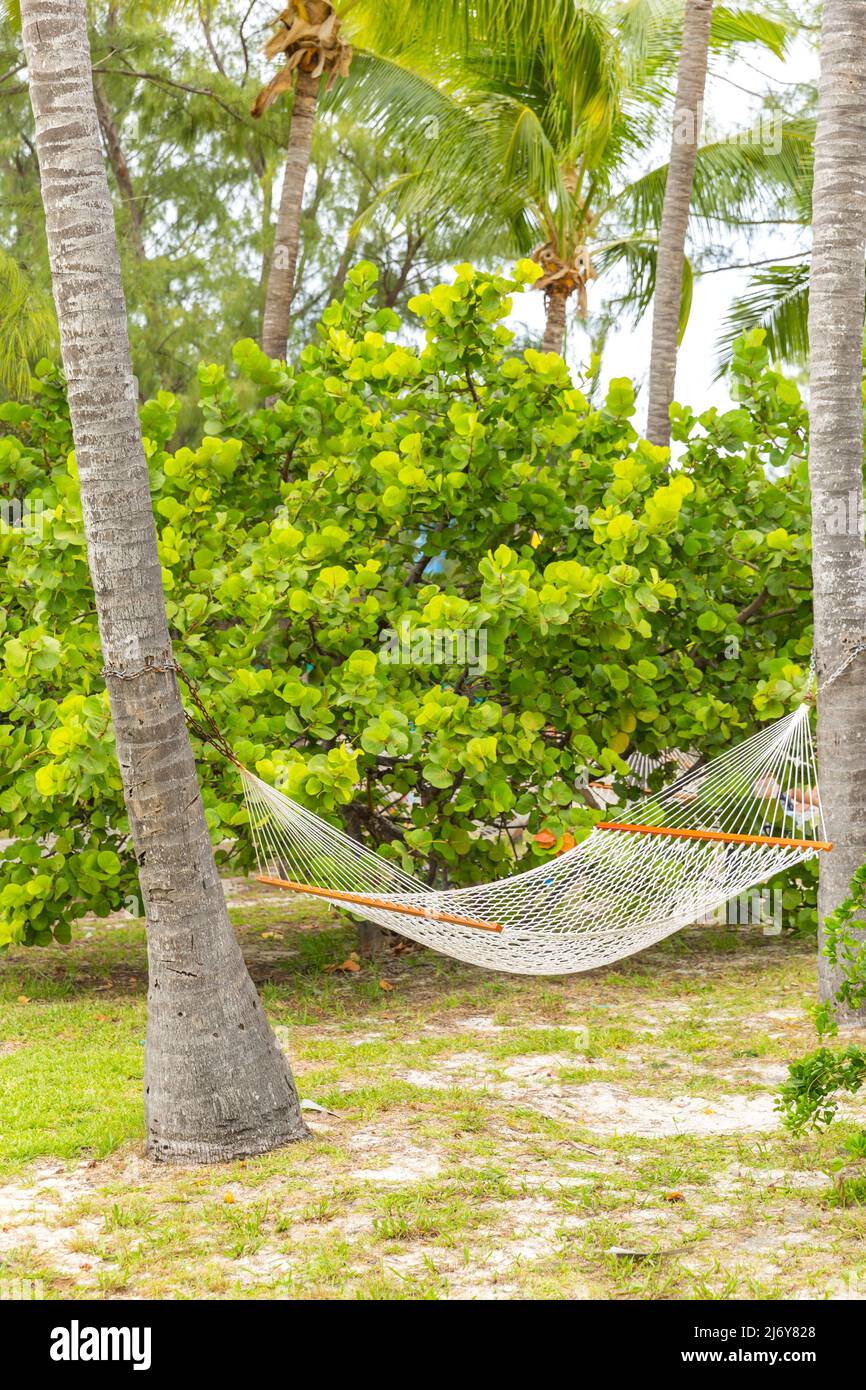 palm tree with rag hanging hammock Stock Photo - Alamy