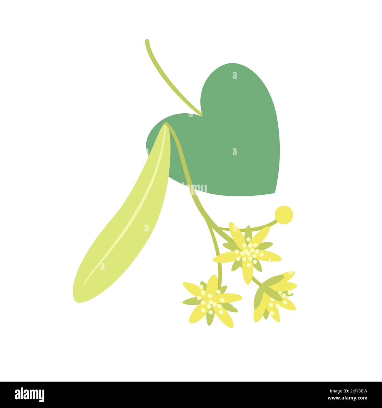 Linden flowers and leaf isolated on white background Stock Vector Image ...