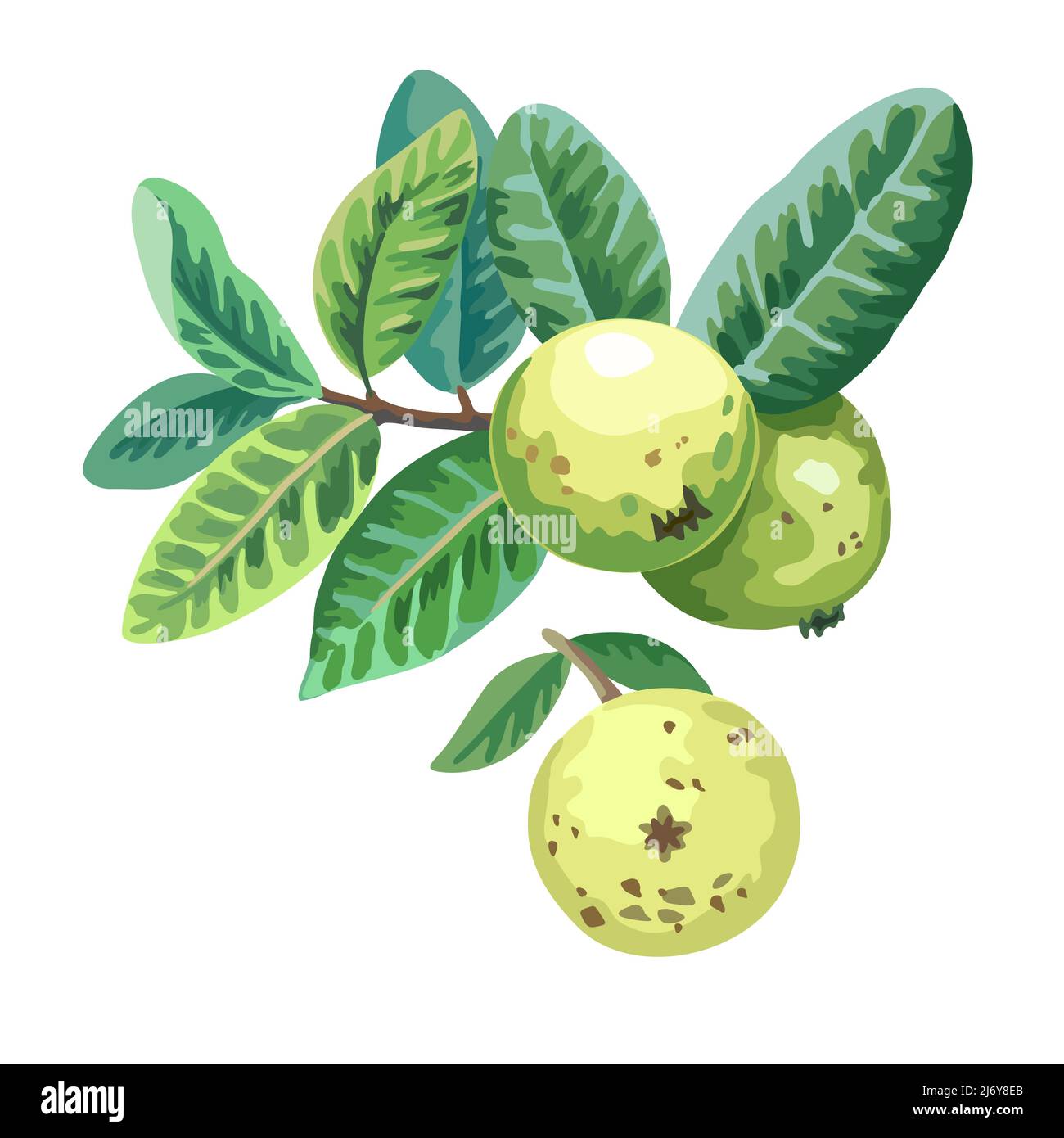 Guava tree art Stock Vector Images - Alamy