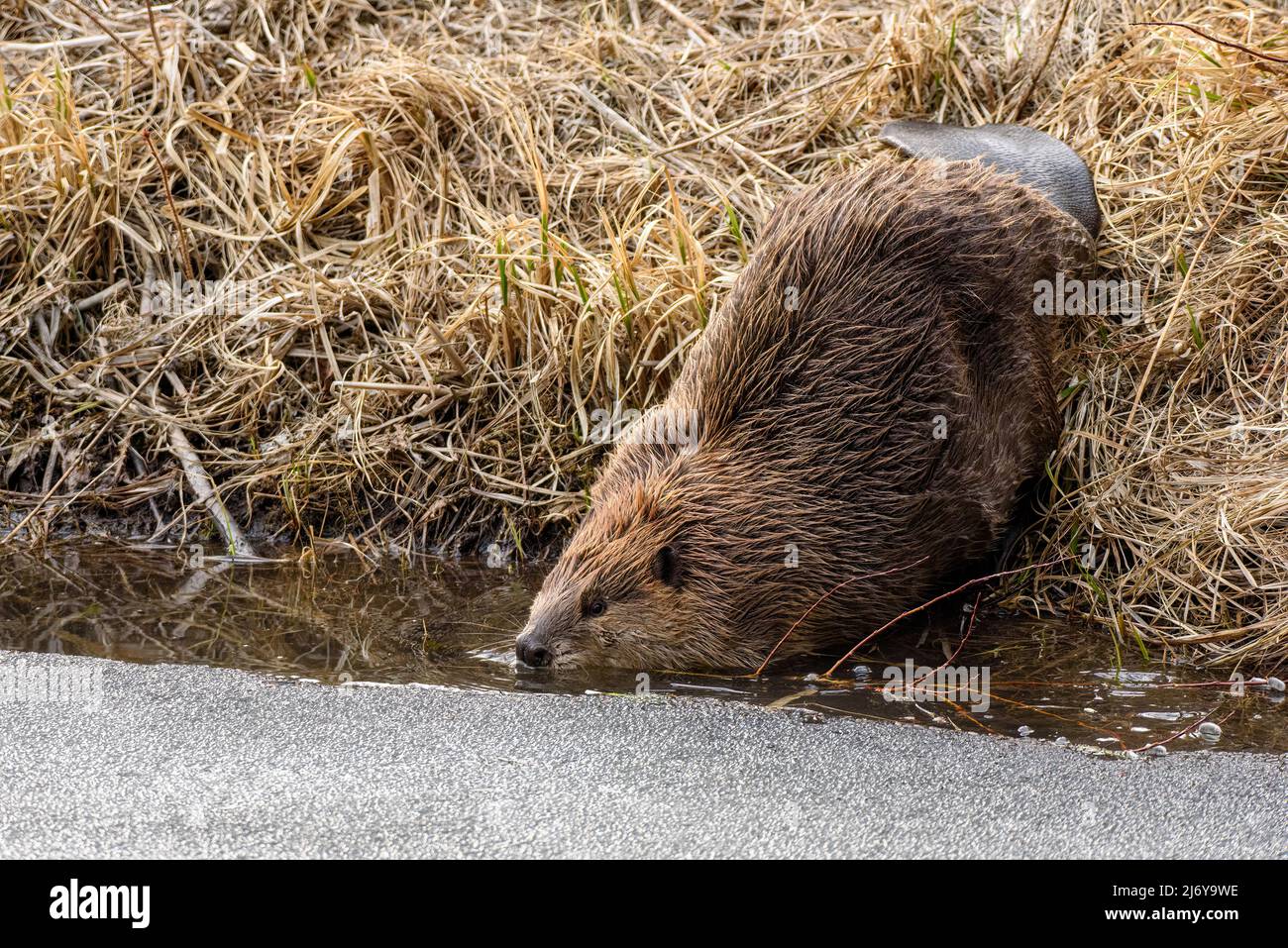 A large castor canadensis beaver entering the water at the edge of the ...