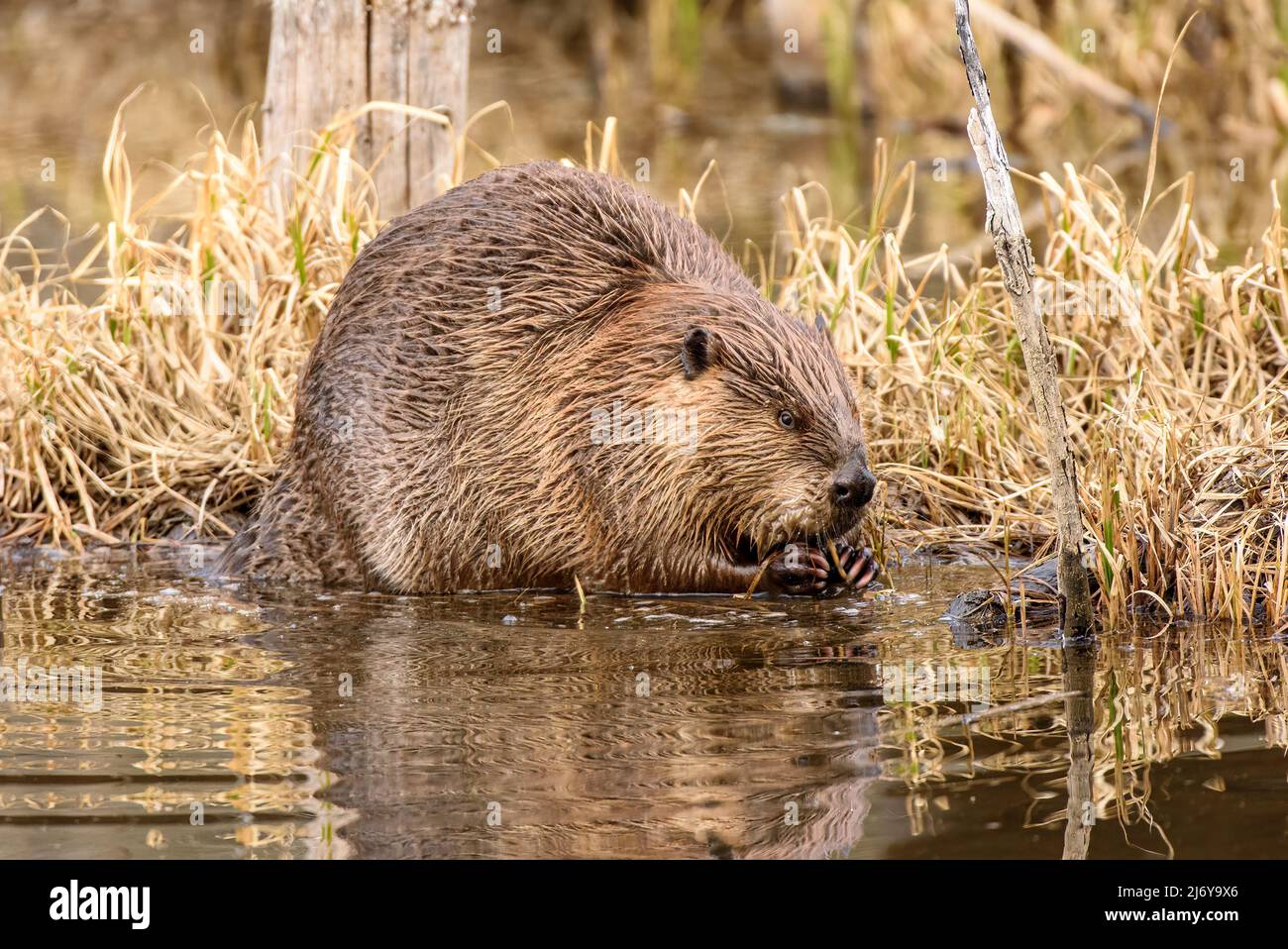 A large castor canadensis chewing on the grassy edge of water Stock ...