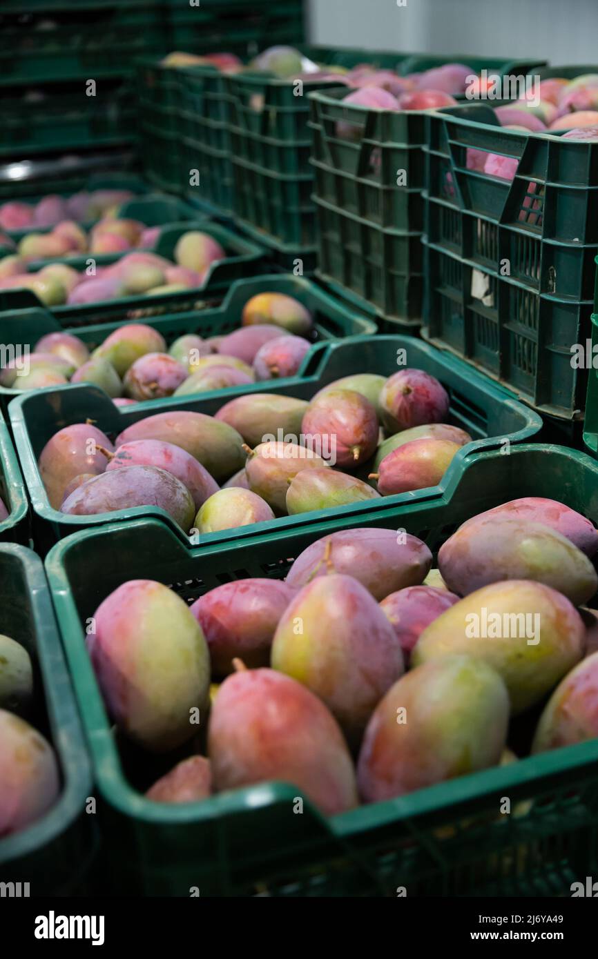 Fresh tropical fruit mango in crates after packaging in warehouse Stock ...