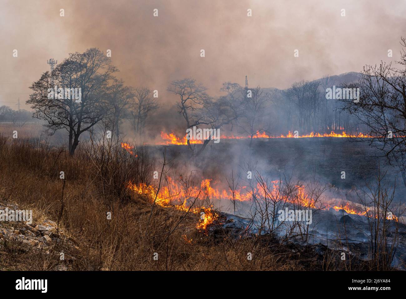 This photo shows a forest fire in Russia. The forest is on fire. High ...