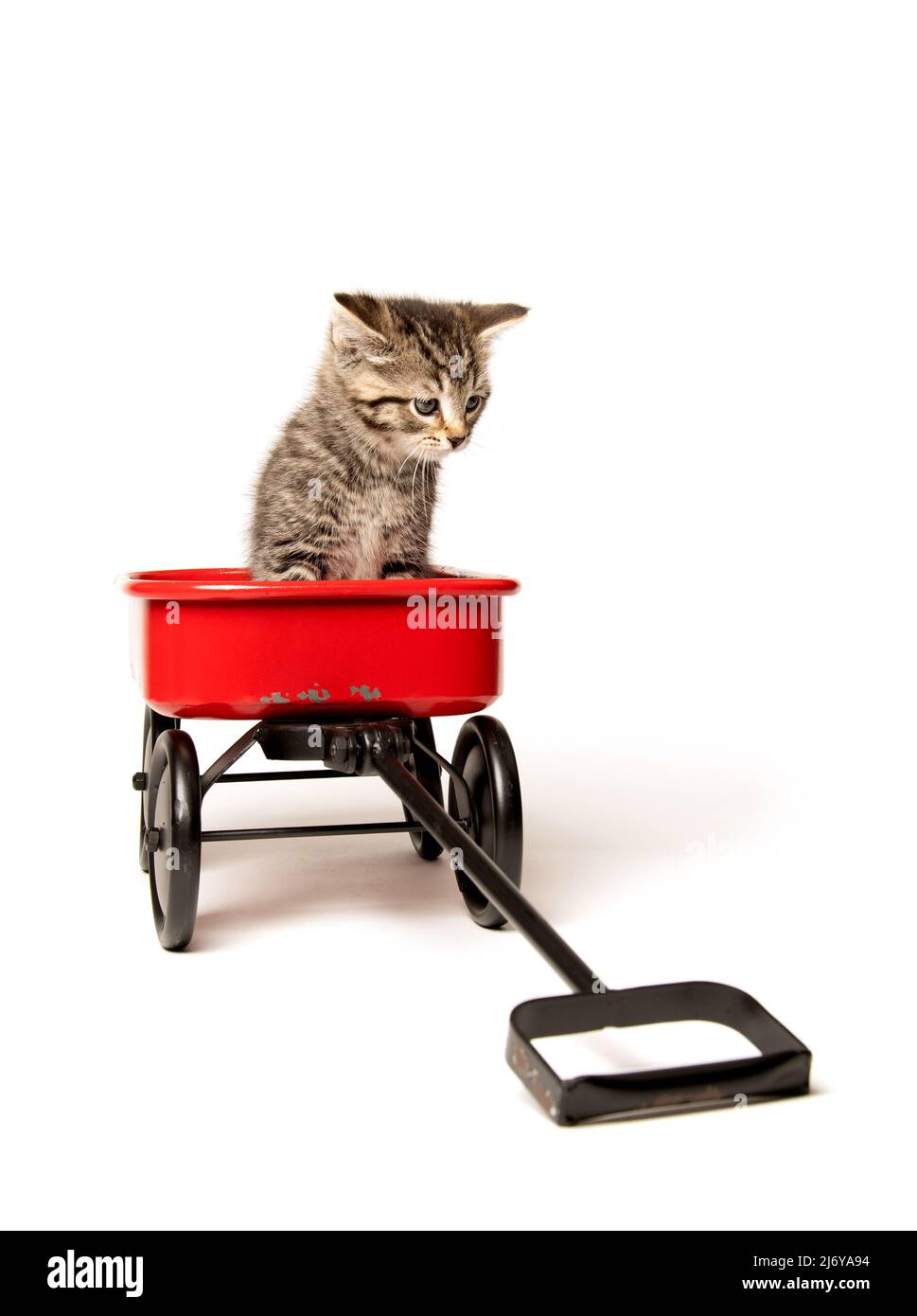 Cute tabby kitten sitting in red wagon isolated on white background ...