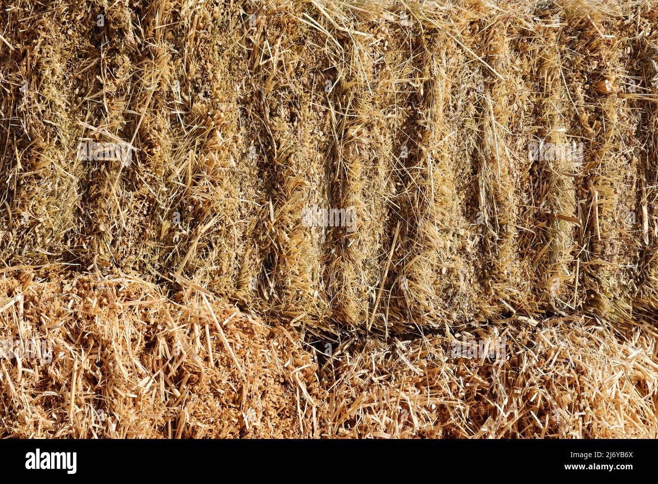 Dry hay straw yellow background texture. Dry rice straw texture for ...