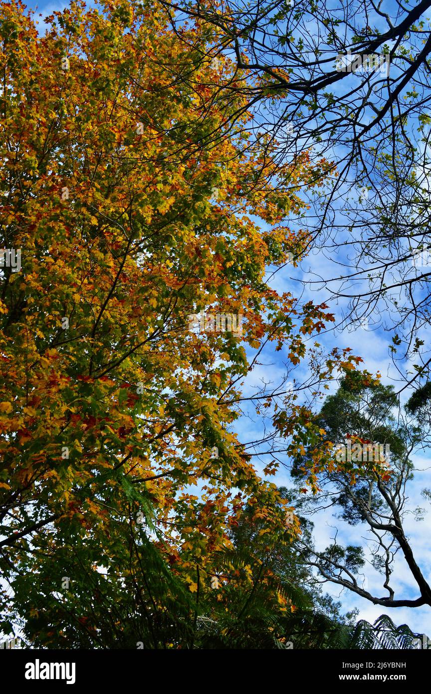 Autumn color in a park in the Blue Mountains Stock Photo - Alamy