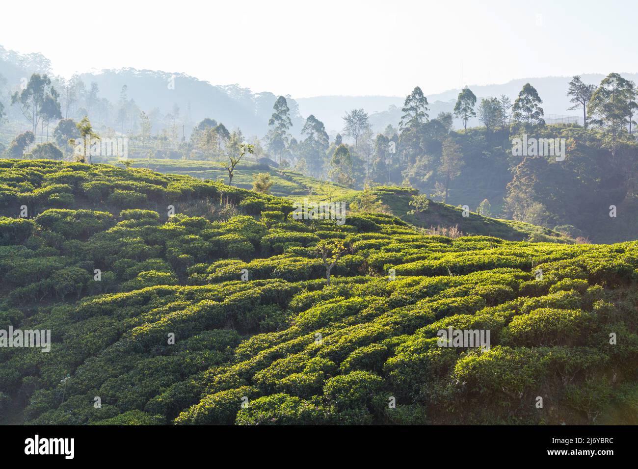 Green natural landscapes tea plantation on Sri Lanka Stock Photo - Alamy