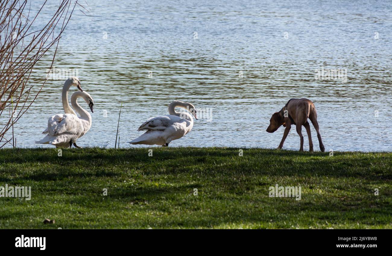 Swans are alerted by approaching curious dog Stock Photo - Alamy