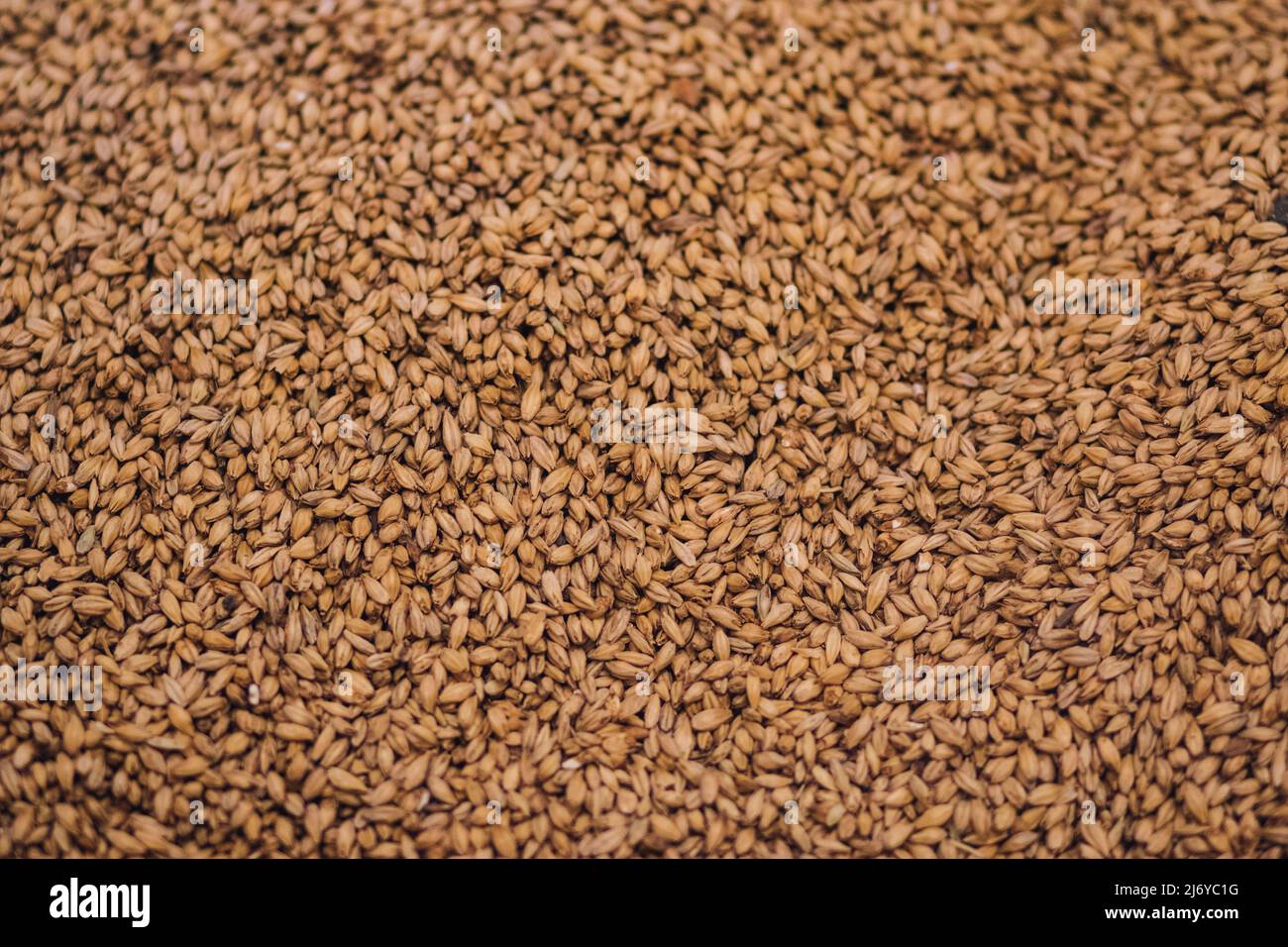 barley malt grain background texture Stock Photo - Alamy