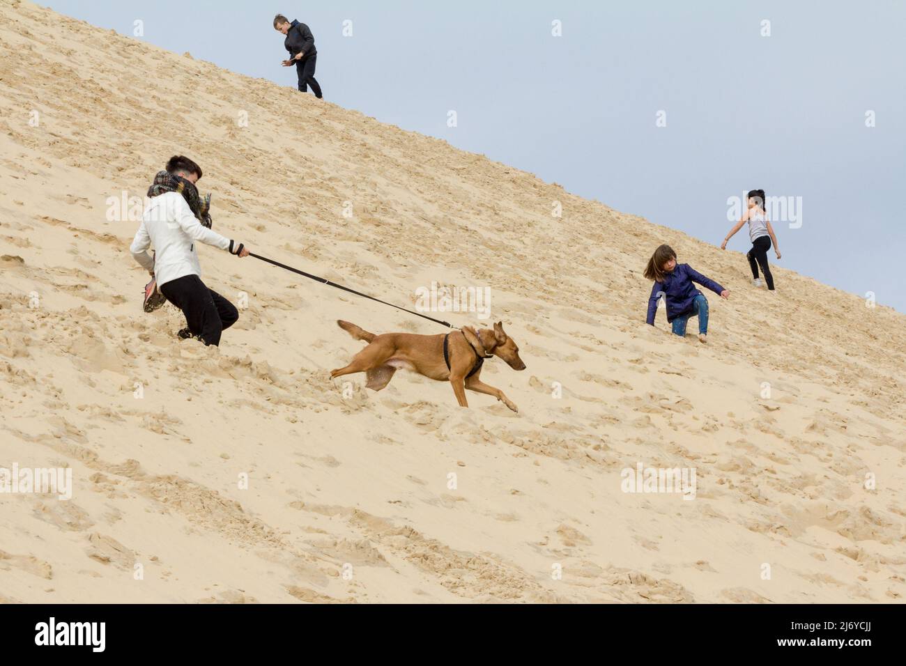 Controling a dog hi-res stock photography and images - Alamy