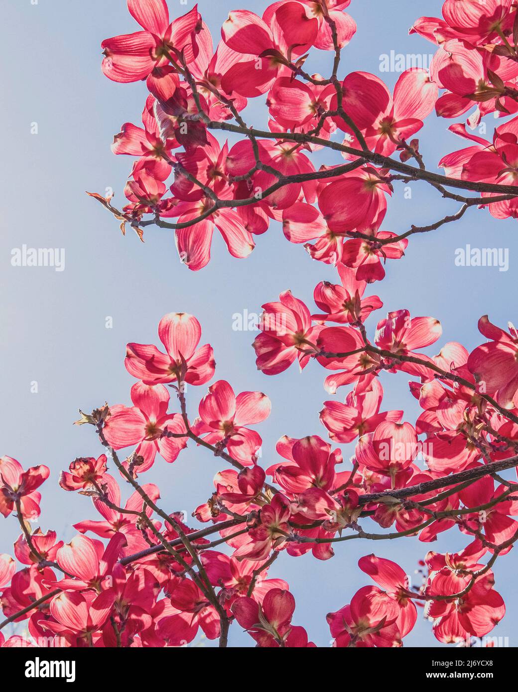 Pink dogwood tree blossoms with the blue spring skies in the background ...