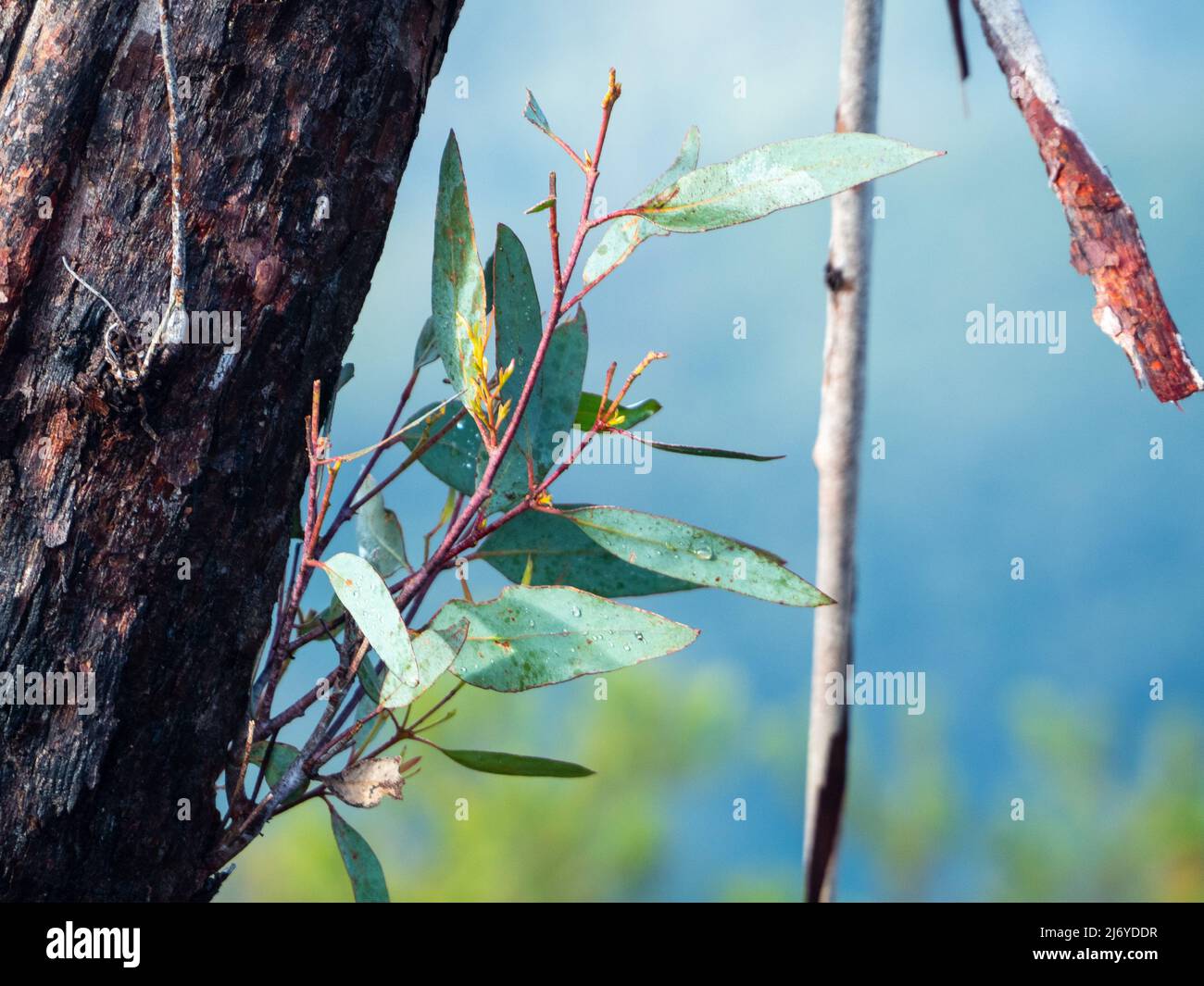 Australian gum tree trunks hi-res stock photography and images - Alamy